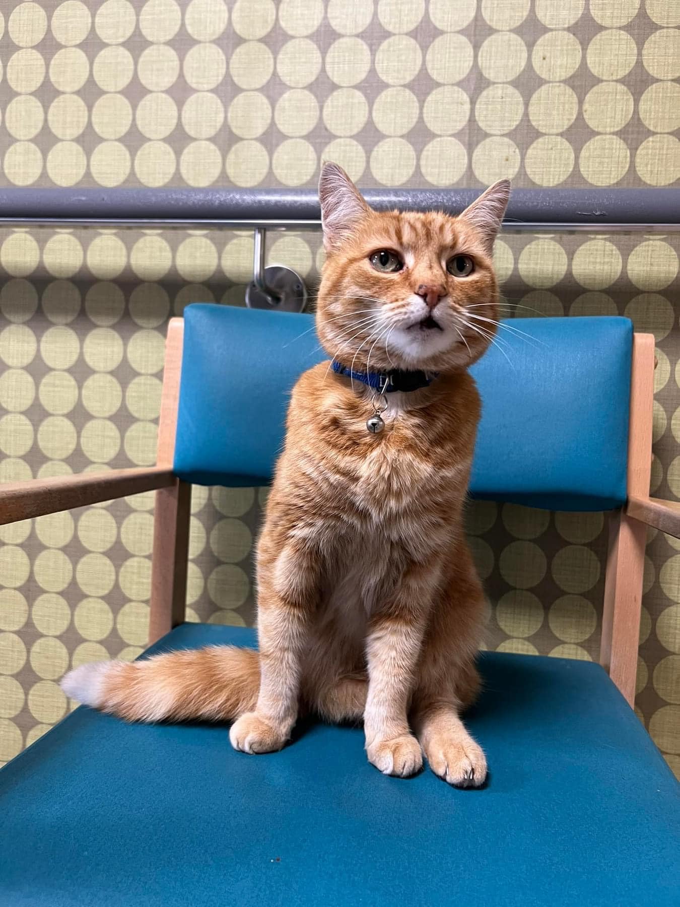 The passing of Jasper the cat - Doncaster and Bassetlaw Teaching Hospitals